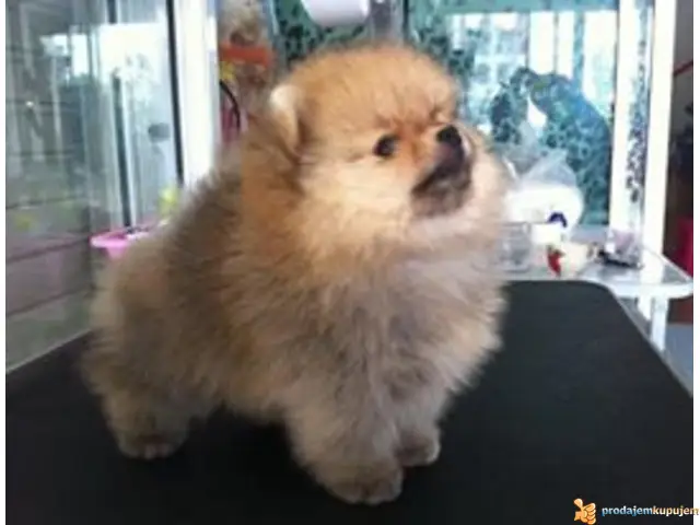 Pomeranski spic BOO