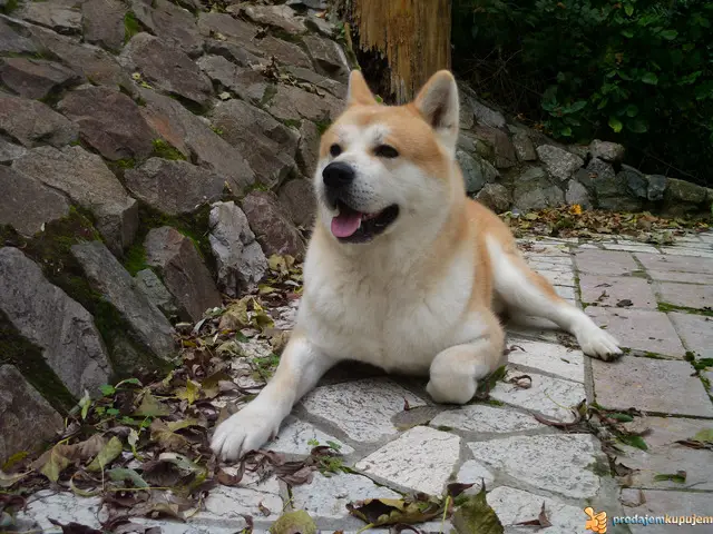 akita inu parenje