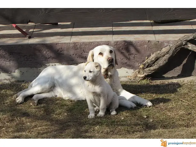 labrador retriver stenad na prodaju