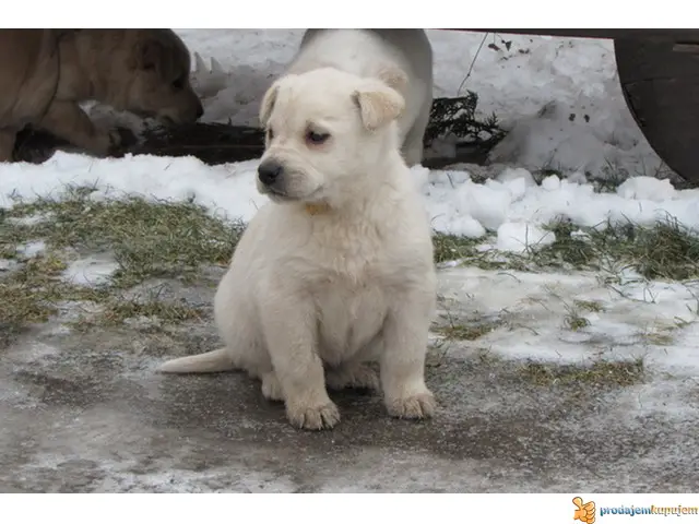 Labrador retriver stenad na prodaju