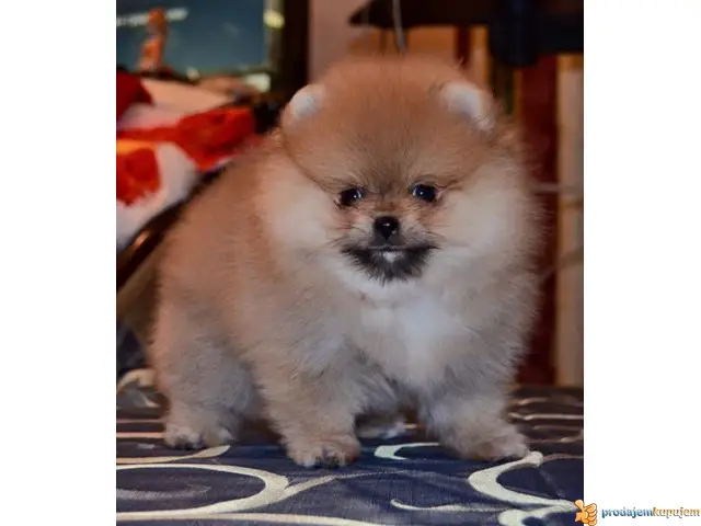 Pomeranski spic BOO