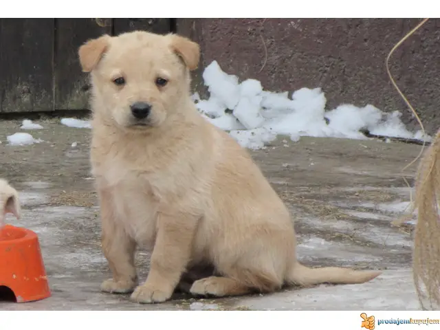 labrador retriver stenad na prodaju