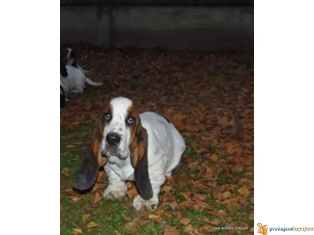 Basset Hound - baset stenci