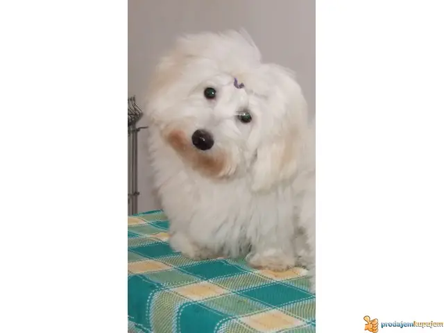 Coton de Tulear- kućni ljubimac