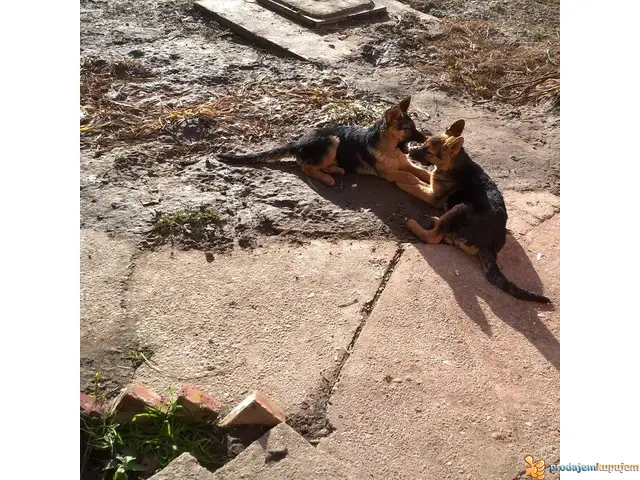 Zenkice nemackog ovcara na prodaju