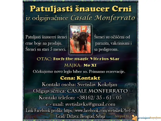 Patuljasti šnaucer Crni iz odgajivacnice Casale Monferrato