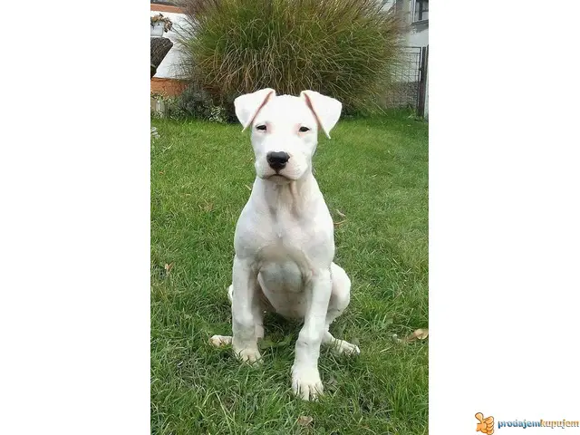 Dogovor
Dogo Argentino
