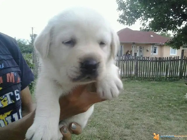 Labrador retriver