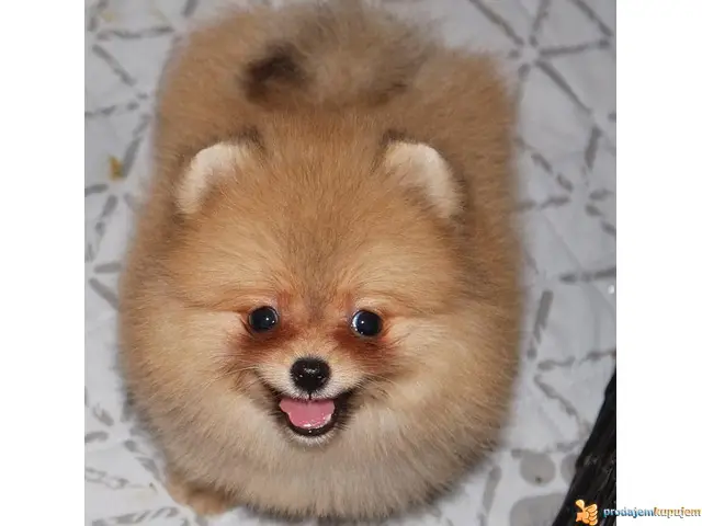 Pomeranski spic