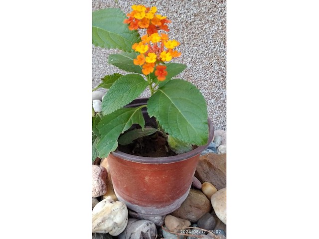 Crvena lantana