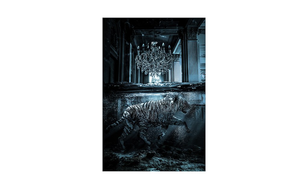 Slika staklo Swimming Tiger 80x120cm