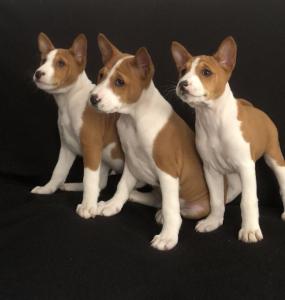 BASENJI stenci