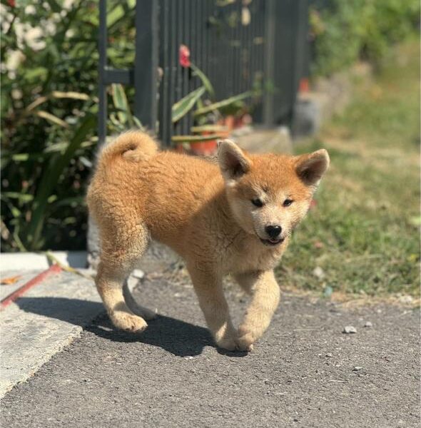 Japanska Akita Inu štenci