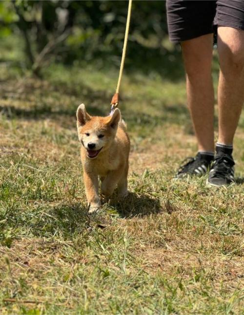 Japanska Akita štenci