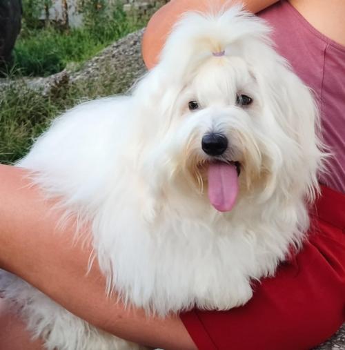 Coton de Tulear