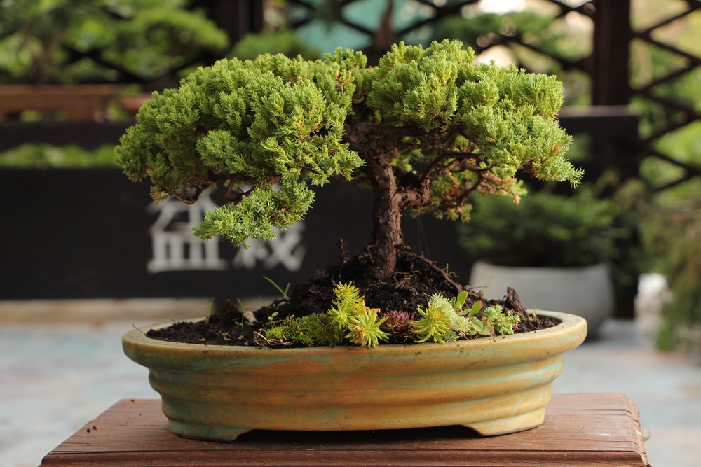 Bonsai drvce – S7