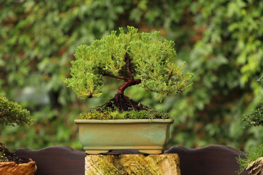 Bonsai – S1