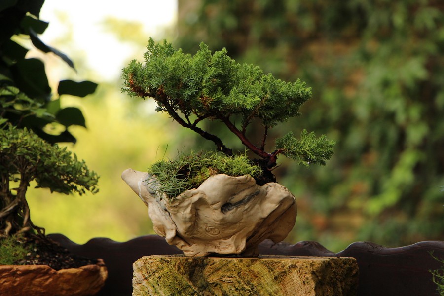 Bonsai – R54