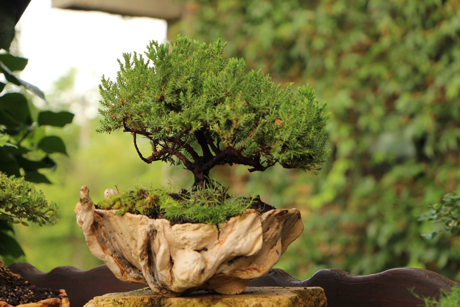 Bonsai drvo – R9