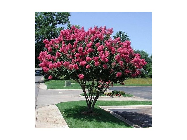 INDIJSKI JORGOVAN (LAGERSTROEMIA INDICA) - SADNICA