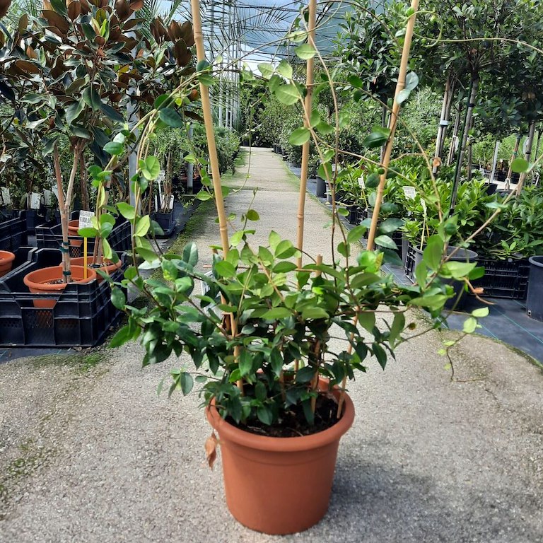 Trachelospermum jasminoides 150 cm – Jasmin