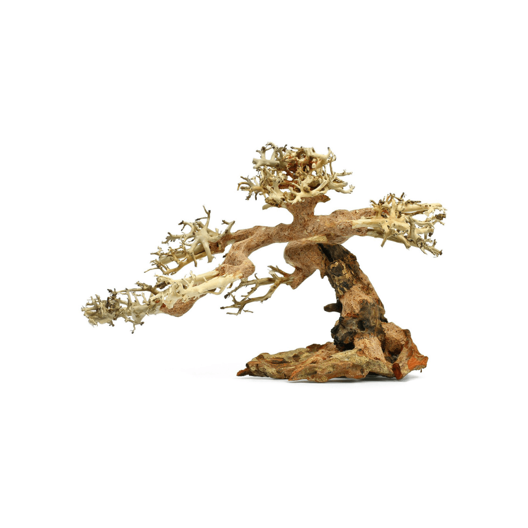 Aqua Bonsai M (PH066)