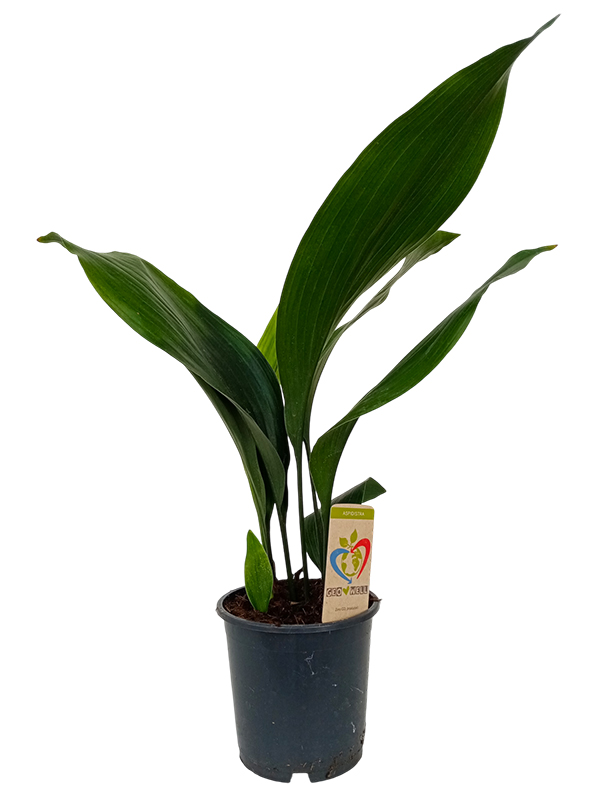 Aspidistra