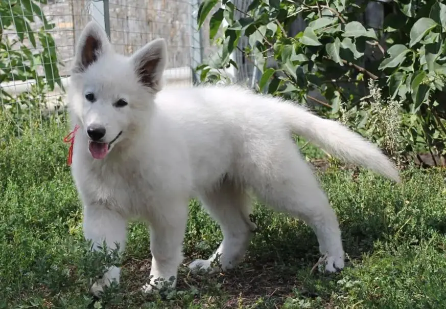 Beli Svajcarski ovcar i Skotski ovcar Lesi štenci