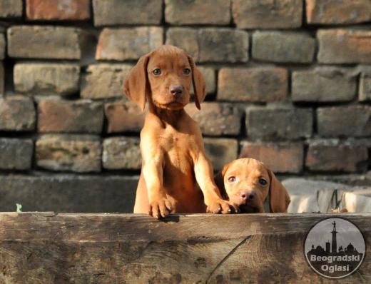 Madjarska vizla