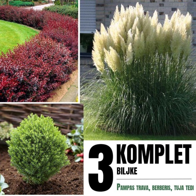 Komplet 3 biljke