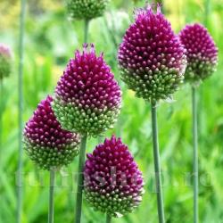 Alium sphaerocephalon