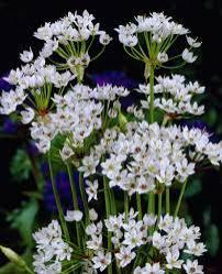 Alium napolitanum - Orijentalni ukrasni luk