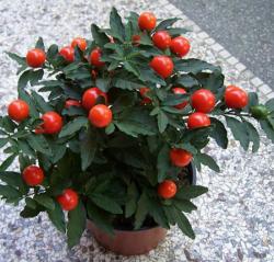 Jerusalemska trešnja - Solanum pseudocapsicum