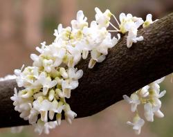 Judino drvo - Cercis siliquastrum alba