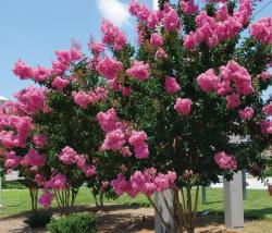 INDIJSKI JORGOVAN (LAGERSTROEMIA INDICA) - SADNICA