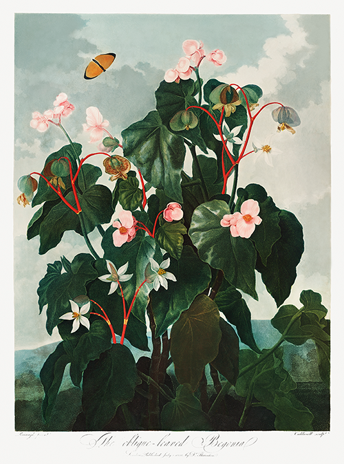 The Oblique–Leaved Begonia (1807)