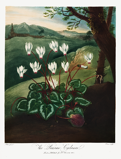 The Persian Cyclamen (1807)