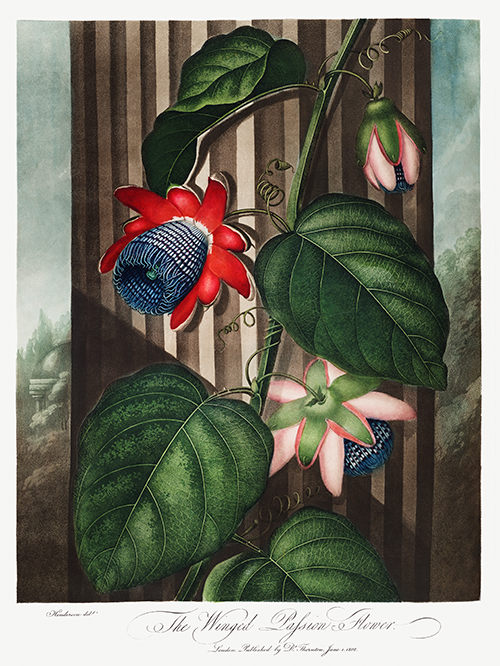 The Winged Passion-Flower (1807)