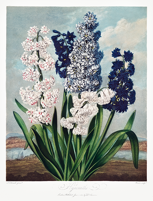 Hyacinths (1807)