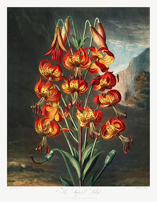 The Superb Lily (1807)