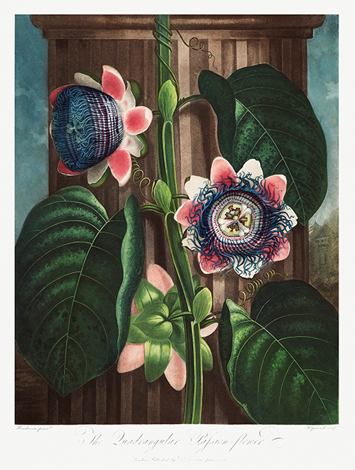The Quadrangular Passion Flower (1807)