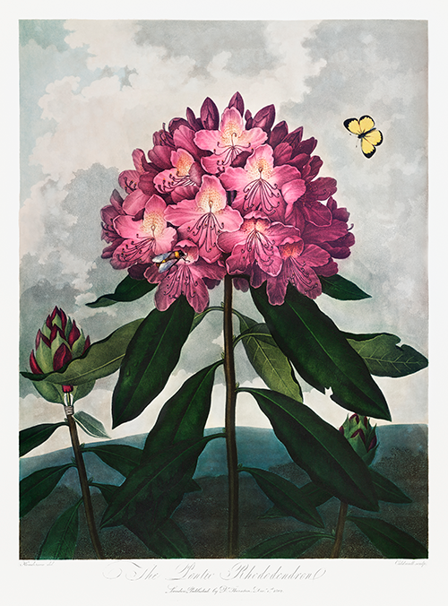 The Pontic Rhododendron (1807)