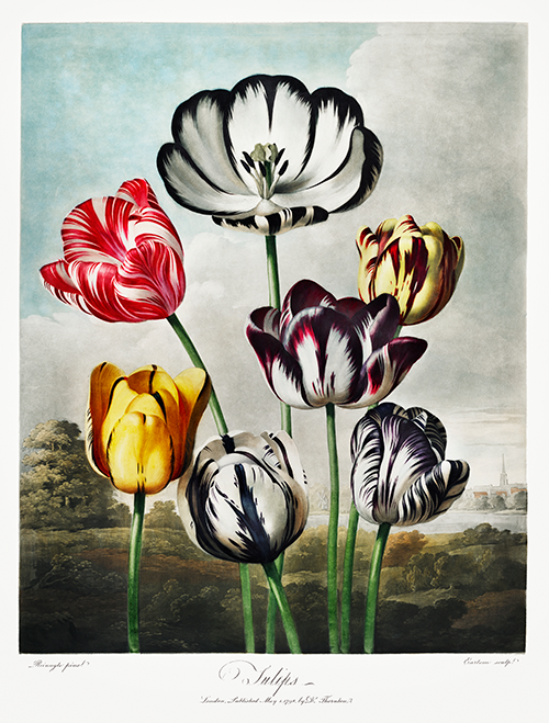 Tulips (1807)