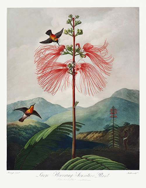 Large–Flowering Sensitive Plant (1807)