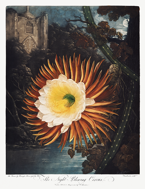 The Night–Blowing Cereus (1807)