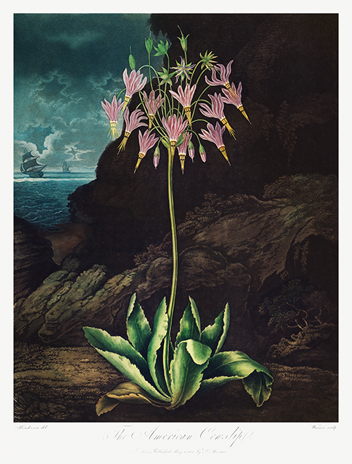 The American Cowslip (1807)