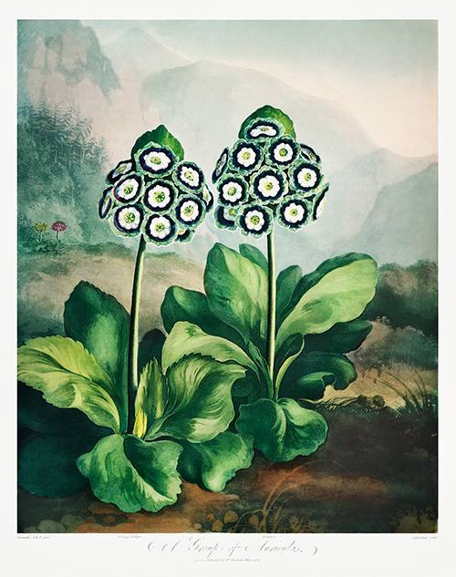 A Group of Auriculas (1807)