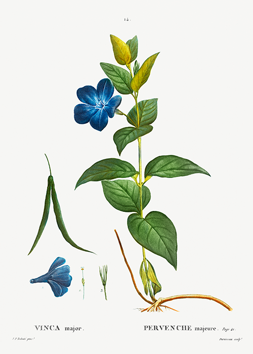Greater periwinkle (Vinca major) (1801–1819)