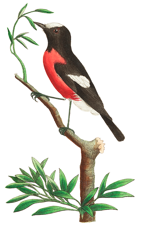 Red-bellied Flycatcher (1789-1813)