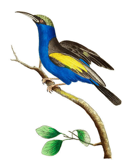 Cyanean creeper or blue creeper (1789-1813)